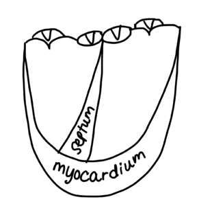 How to Draw an Anatomically Correct Heart the EASY Way! - Science With Dr M