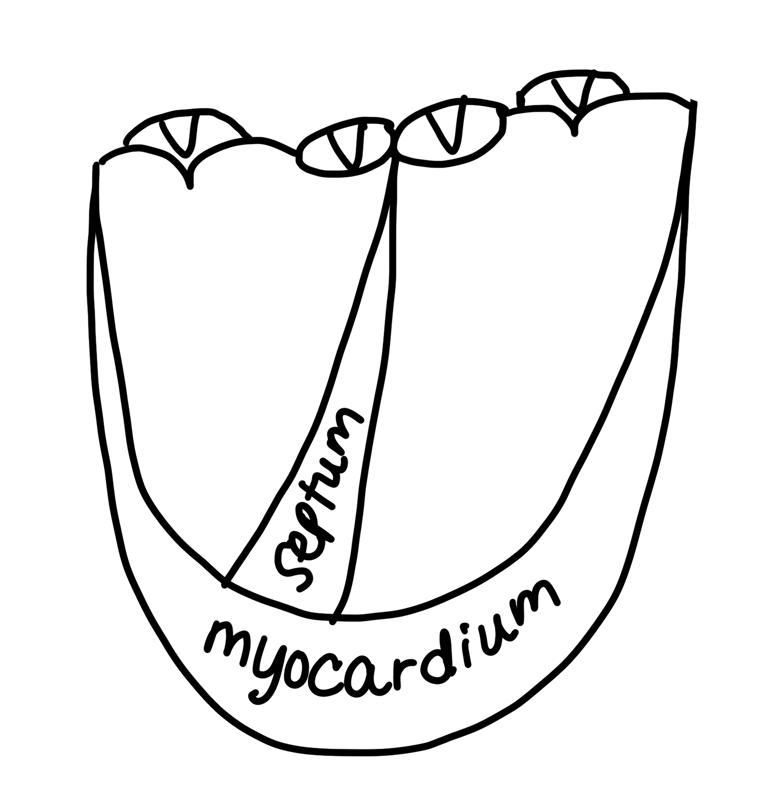 How to Draw an Anatomically Correct Heart the EASY Way! - Science With Dr M