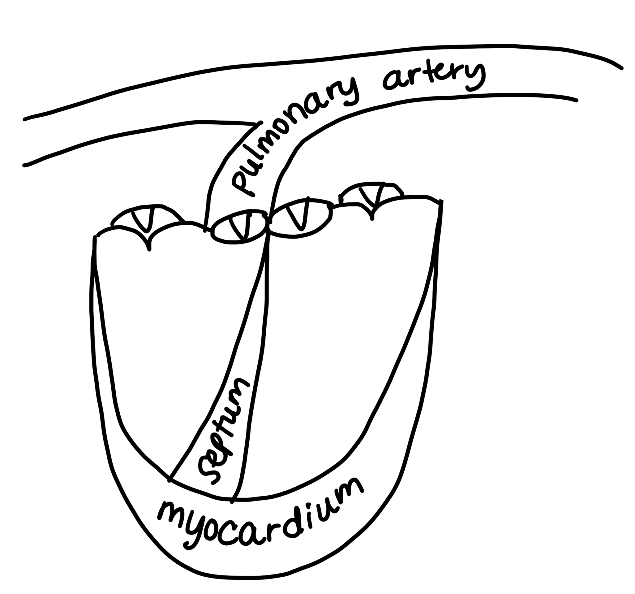 How to Draw an Anatomically Correct Heart the EASY Way! - Science With Dr M