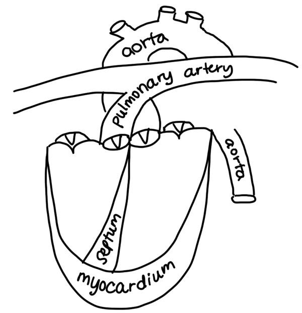 How to Draw an Anatomically Correct Heart the EASY Way! - Science With Dr M