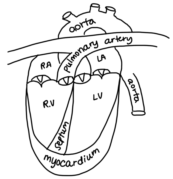 How to Draw an Anatomically Correct Heart the EASY Way! - Science With Dr M
