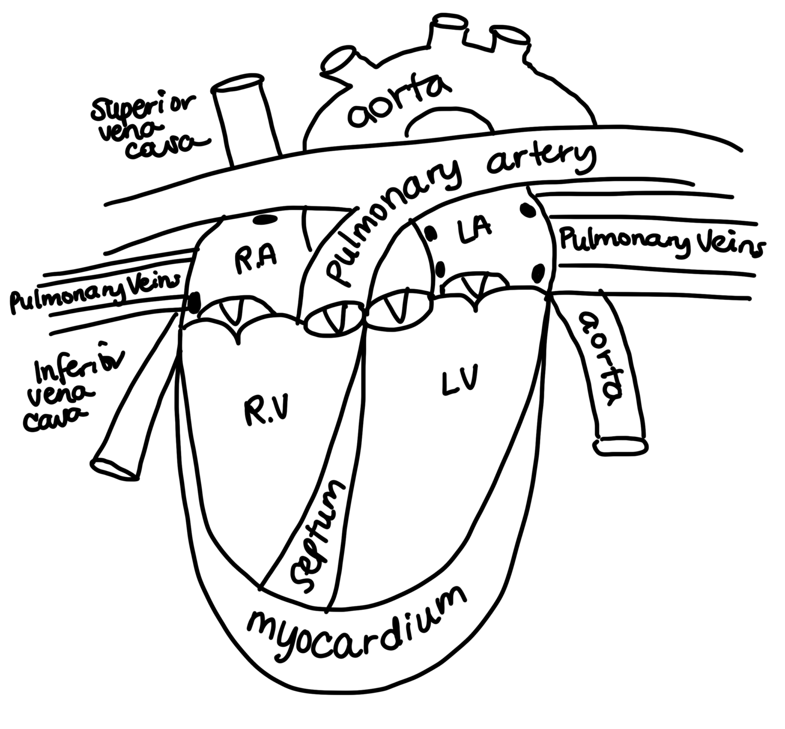 How to Draw an Anatomically Correct Heart the EASY Way! - Science With Dr M