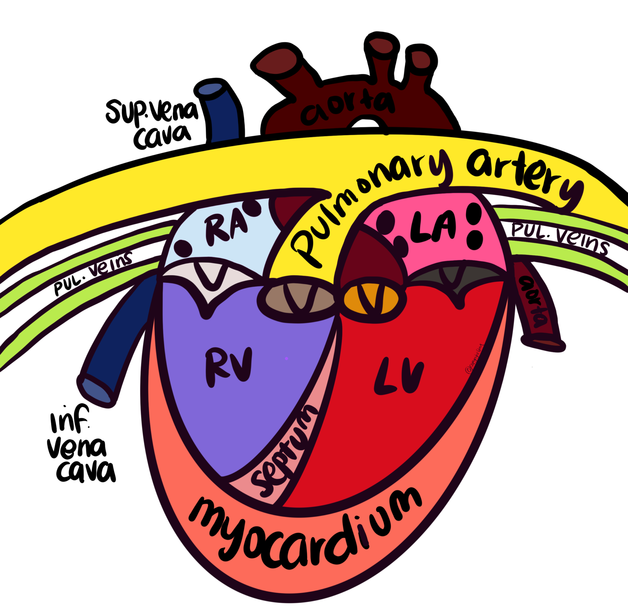 How to Draw an Anatomically Correct Heart the EASY Way! - Science With Dr M